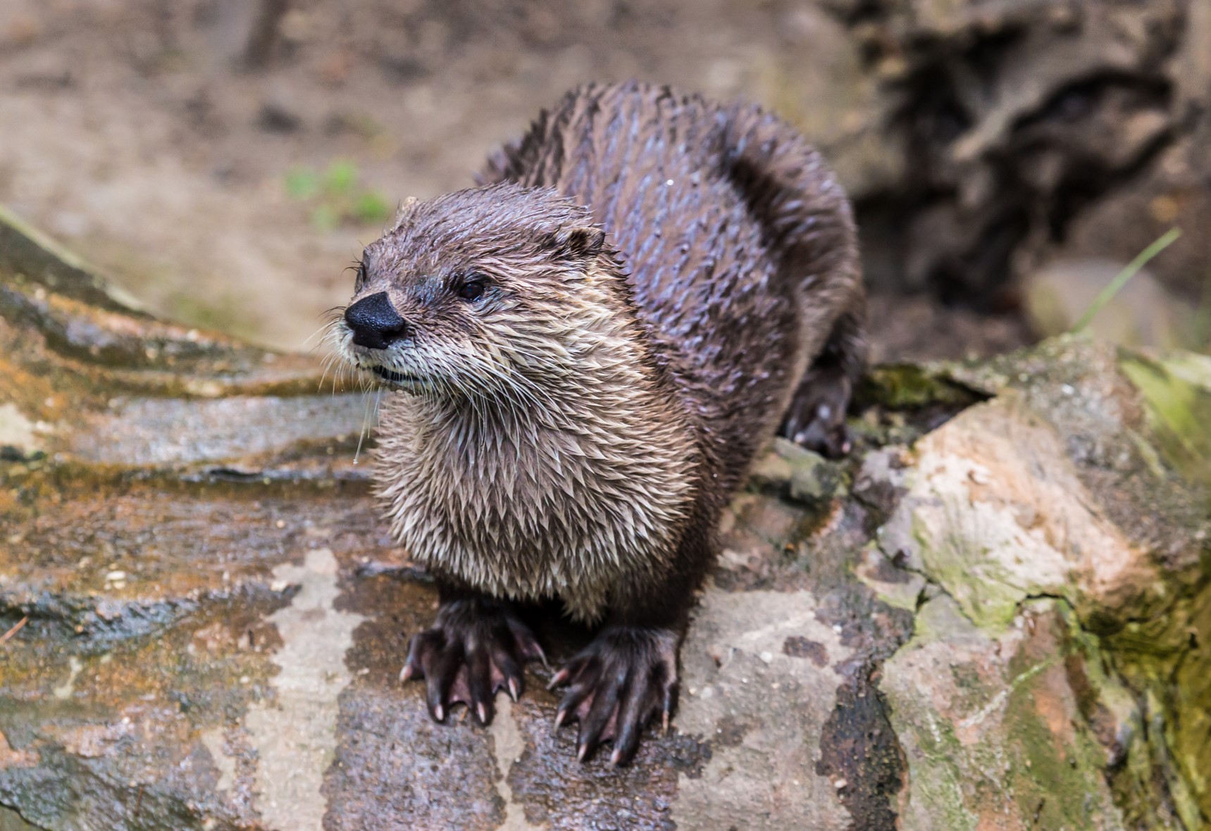 Fodspor i naturen | Naturtavlen.dk