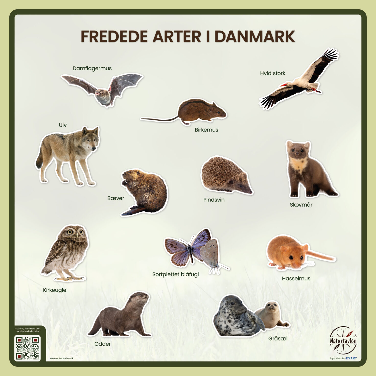 Fredede arter i Danmark | Naturtavlen.dk