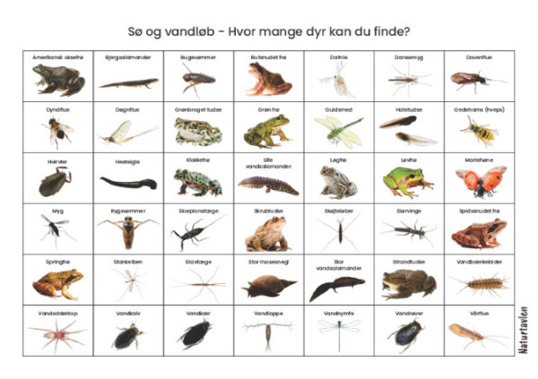 Smådyr ved sø og vandløb | Naturtavlen.dk
