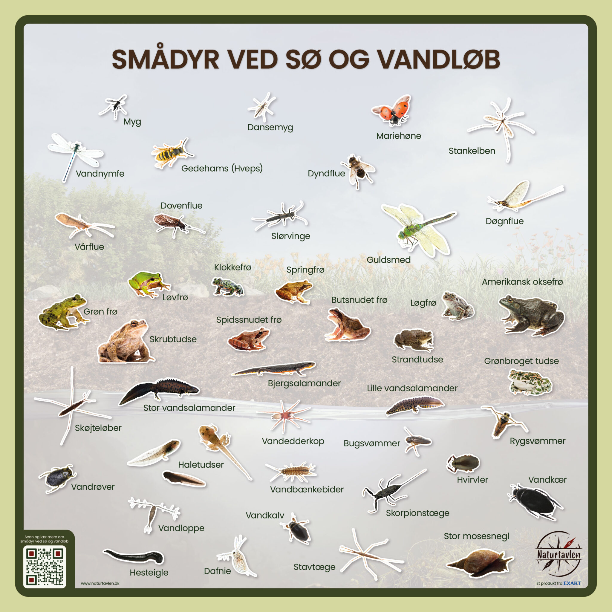 Smådyr ved sø og vandløb | Naturtavlen.dk