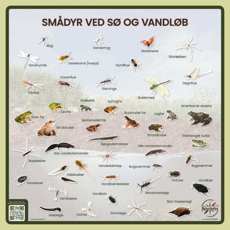 Smådyr ved sø og vandløb | Naturtavlen.dk